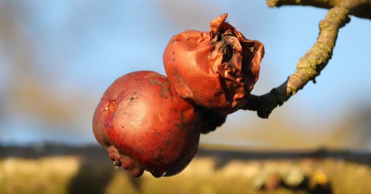 The Fruit of Anger is Almost Always Rotten - Lifeword Media Ministry ...