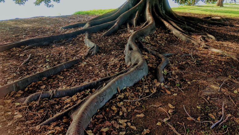 Rooted and Grounded - Lifeword Media Ministry | Lifeword Media Ministry