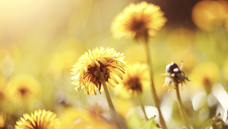 Pretty Weeds - Lifeword Media Ministry | Lifeword Media Ministry