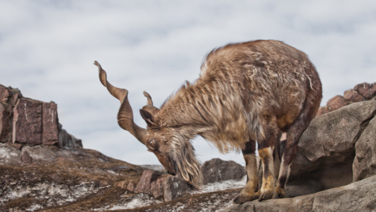 Scapegoat - Lifeword Media Ministry | Lifeword Media Ministry