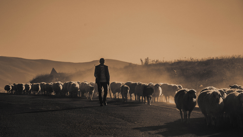 Finding Comfort in the Care of the Good Shepherd - Lifeword Media ...